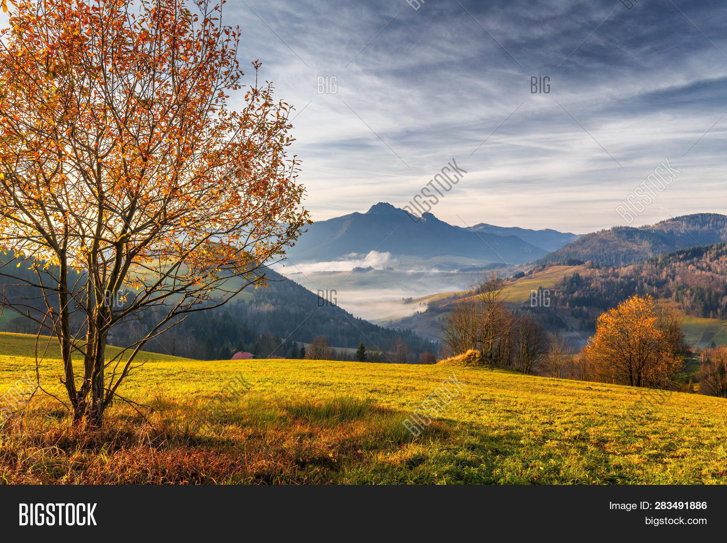 Tree Foreground Autumn Image & Photo (Free Trial) | Bigstock