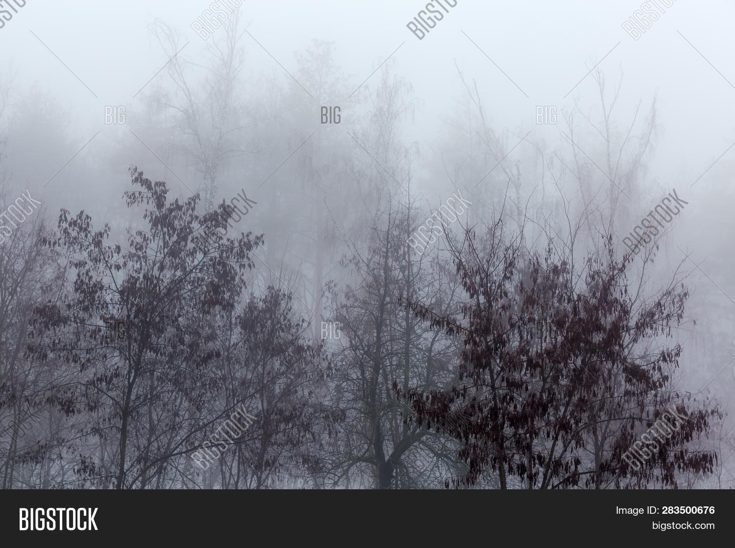 Fragment Tree Tops Image & Photo (Free Trial) | Bigstock