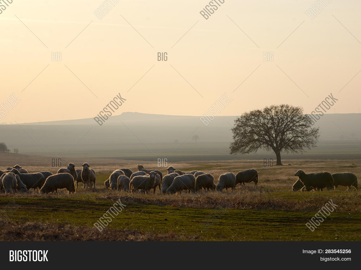Sheeps Near Oak Tree Image & Photo (Free Trial) | Bigstock
