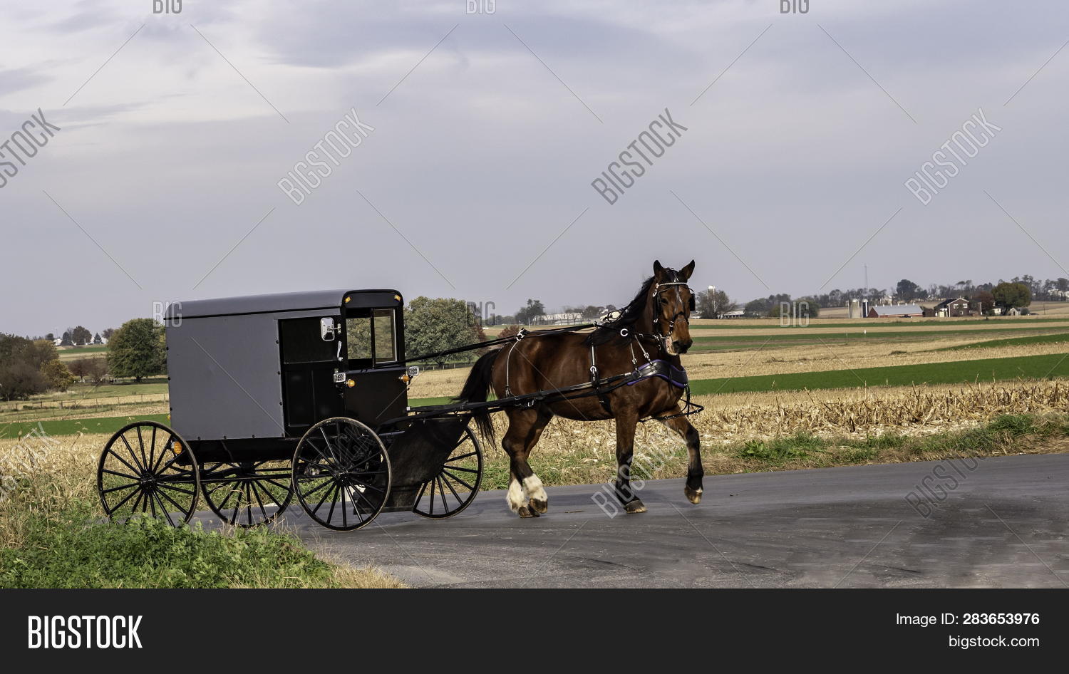Amish Horse Buggy Image & Photo (Free Trial) | Bigstock