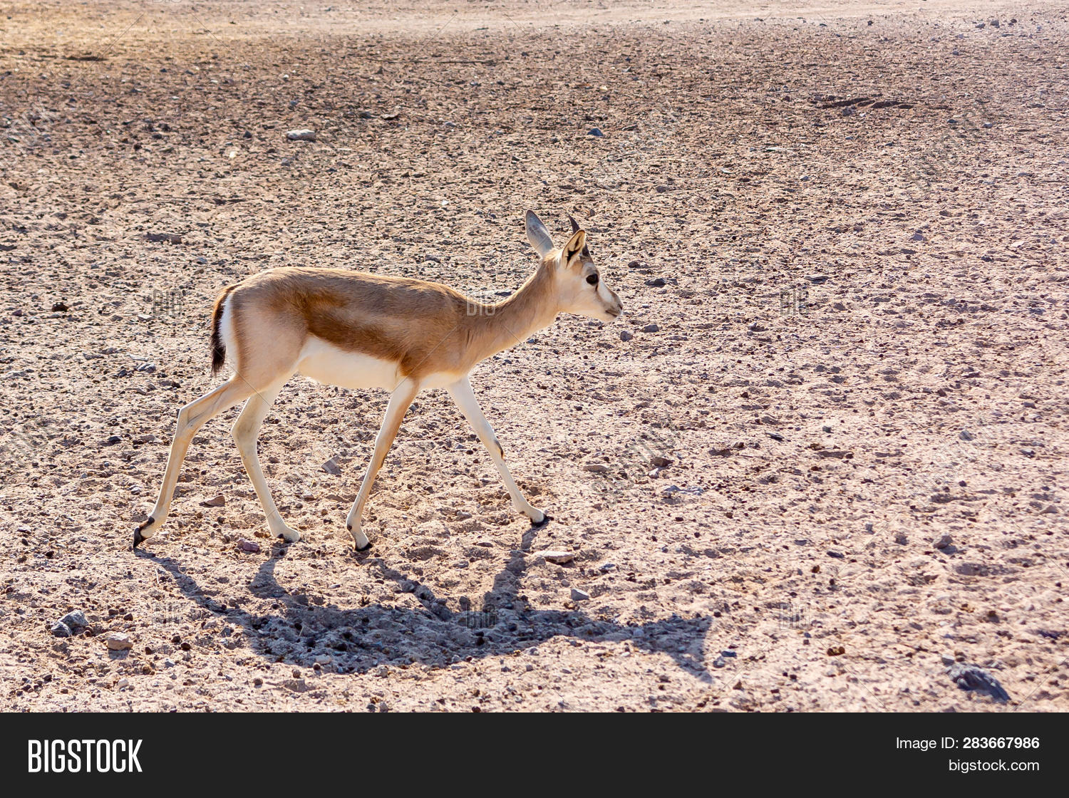 Young Antelope Safari Image & Photo (Free Trial) | Bigstock