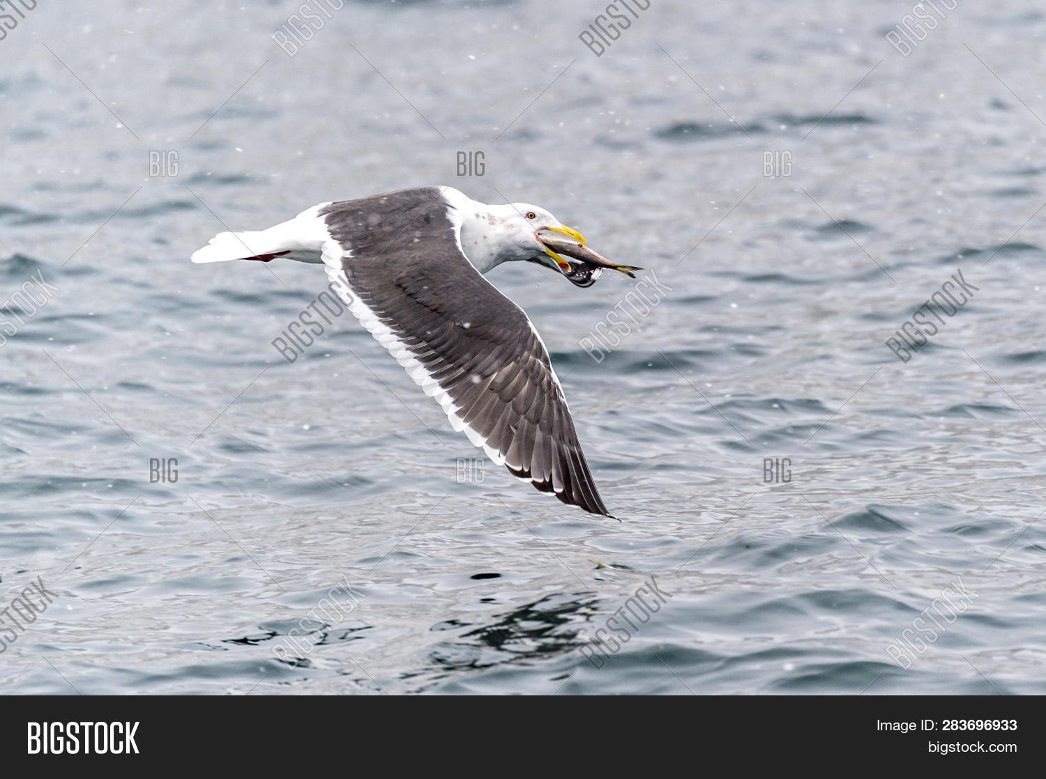 Predatory Seagulls Image & Photo (Free Trial) | Bigstock