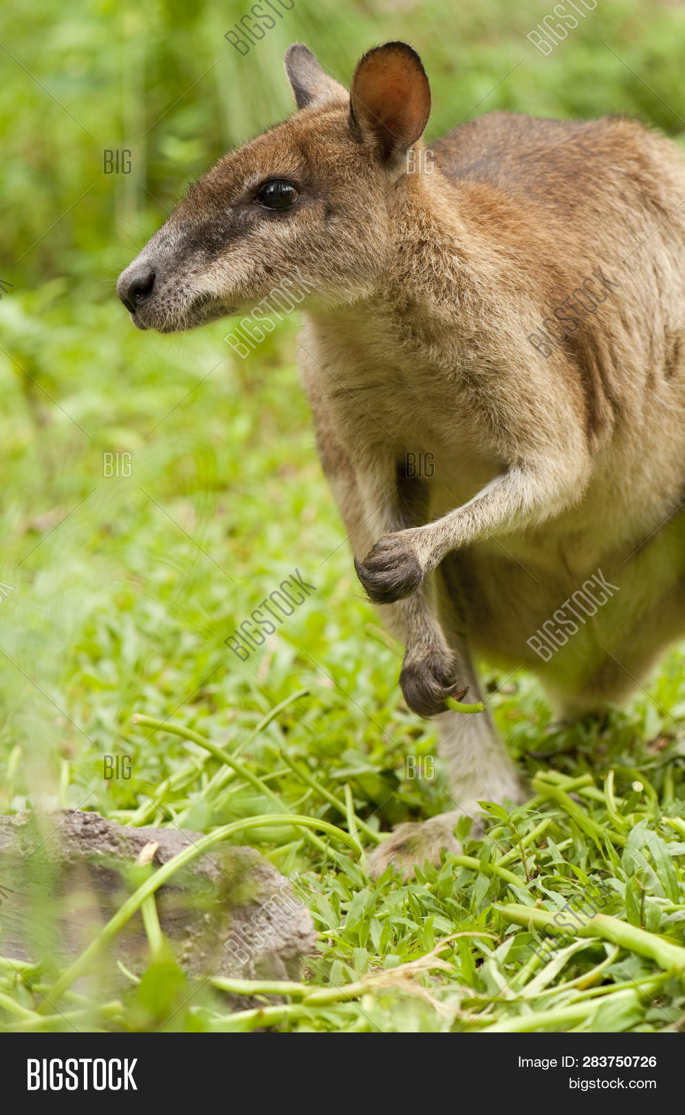 Close- Wallaby Staring Image & Photo (Free Trial) | Bigstock