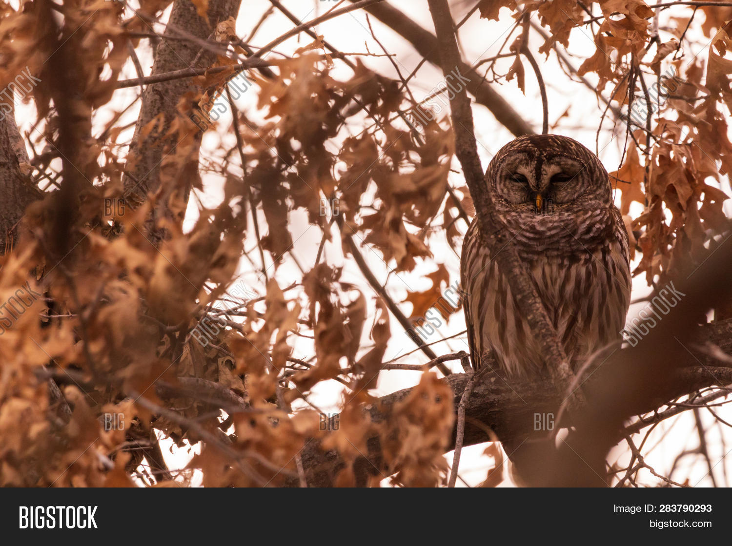 Barred Owl Sits All Image & Photo (Free Trial) | Bigstock