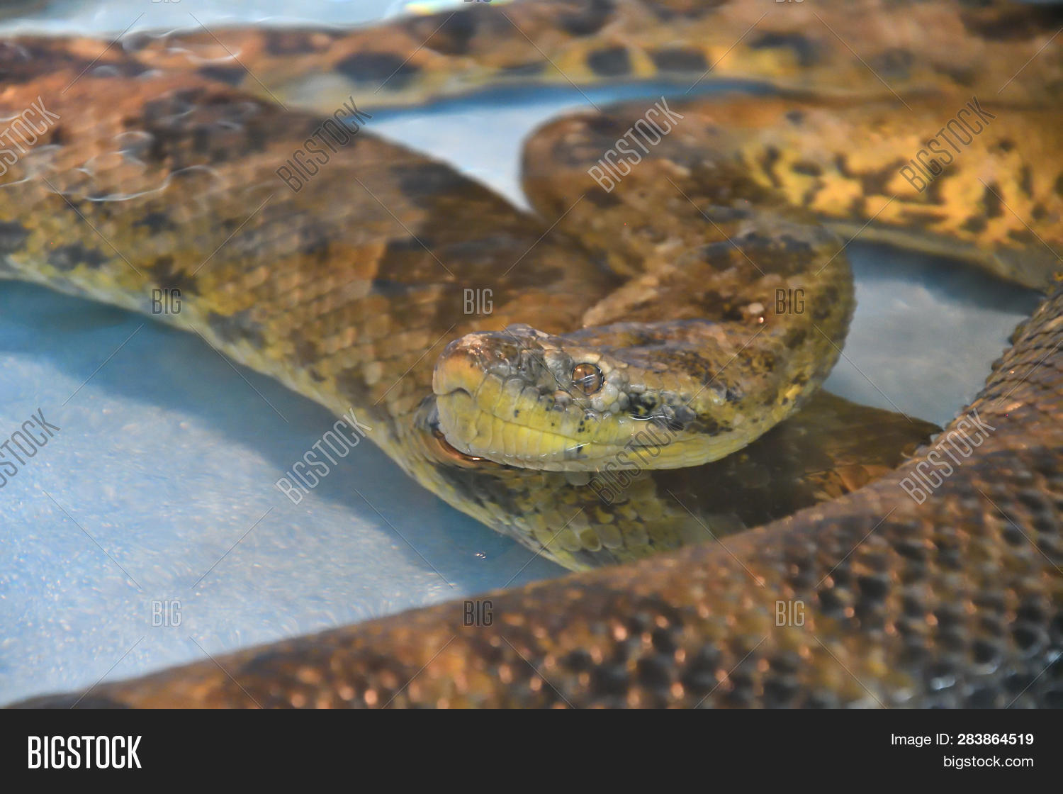 Giant Anaconda Image & Photo (Free Trial) | Bigstock