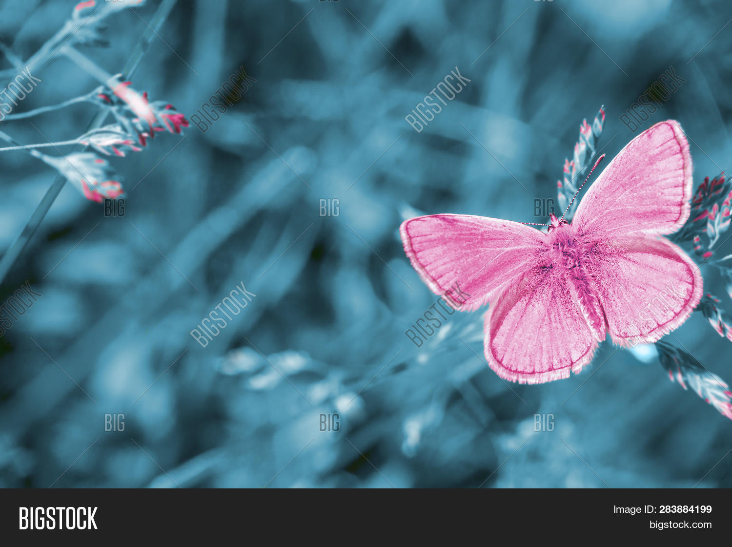 Dreamy Meadow Flying Image & Photo (Free Trial) | Bigstock