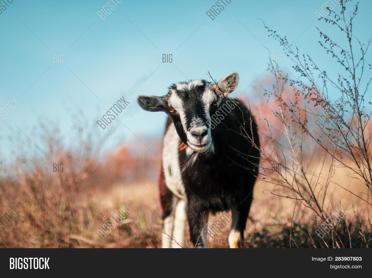 Goats Eating Grass. Image & Photo (Free Trial) | Bigstock