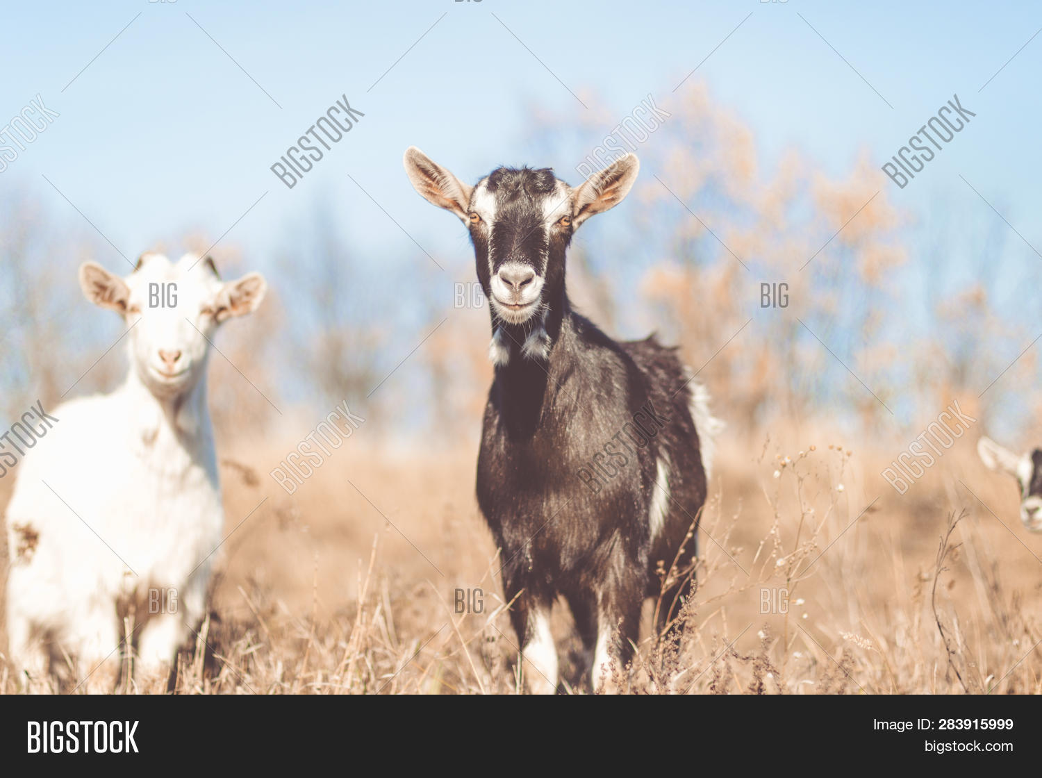 Goats Eating Grass. Image & Photo (Free Trial) | Bigstock
