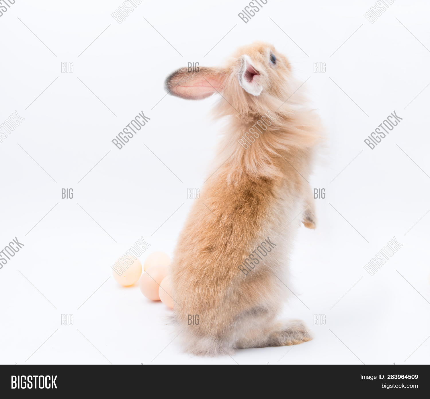 Lovely Rabbit Standing Image & Photo (Free Trial) | Bigstock