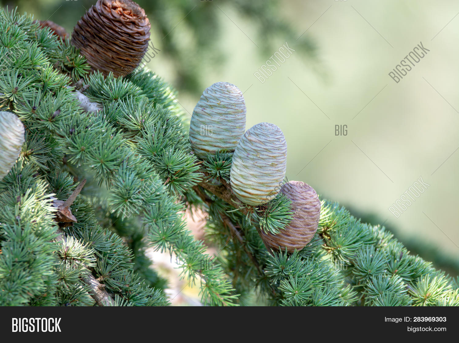 Himalayan Cedar Deodar Image & Photo (Free Trial) | Bigstock