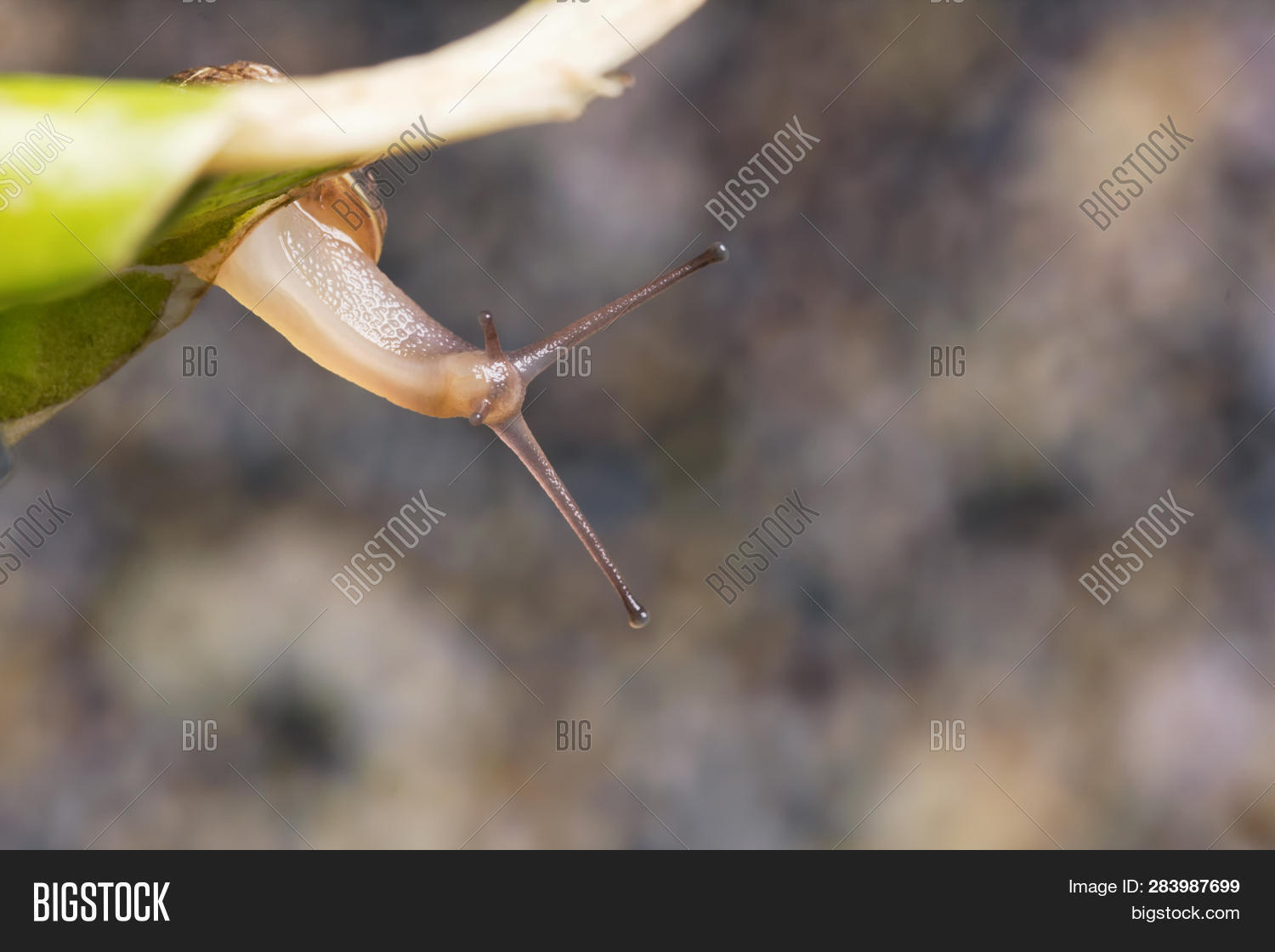 Garden Snail Shell Image & Photo (Free Trial) | Bigstock