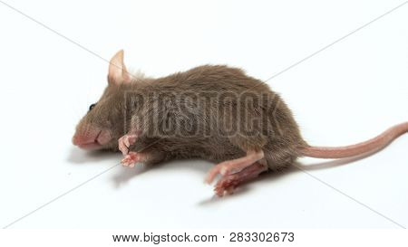 Dead Mouse On White Image & Photo (Free Trial) | Bigstock
