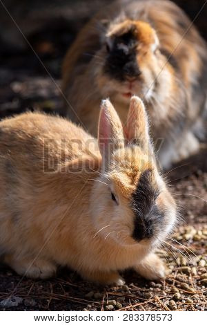 Cute Wild Rabbits On Image & Photo (Free Trial) | Bigstock
