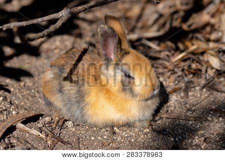 Cute Wild Rabbits On Image & Photo (Free Trial) | Bigstock