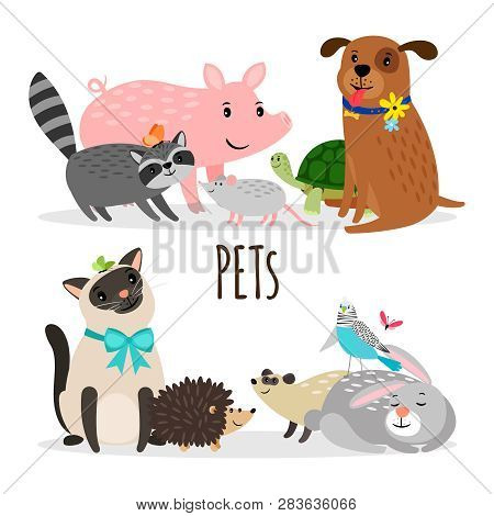 Group Of Pets Images, Illustrations & Vectors (Free) - Bigstock