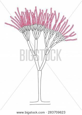 Isolated Penicillium Vector & Photo (Free Trial) | Bigstock