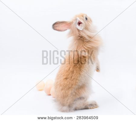 Lovely Rabbit Standing Image & Photo (Free Trial) | Bigstock