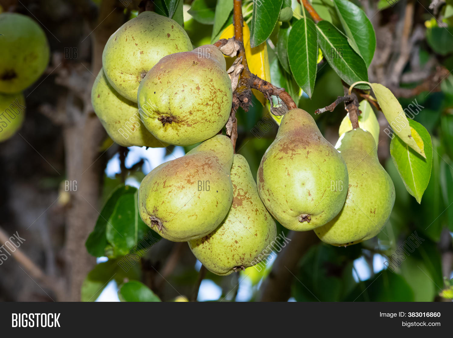 Pear Tree Various Image & Photo (Free Trial) | Bigstock