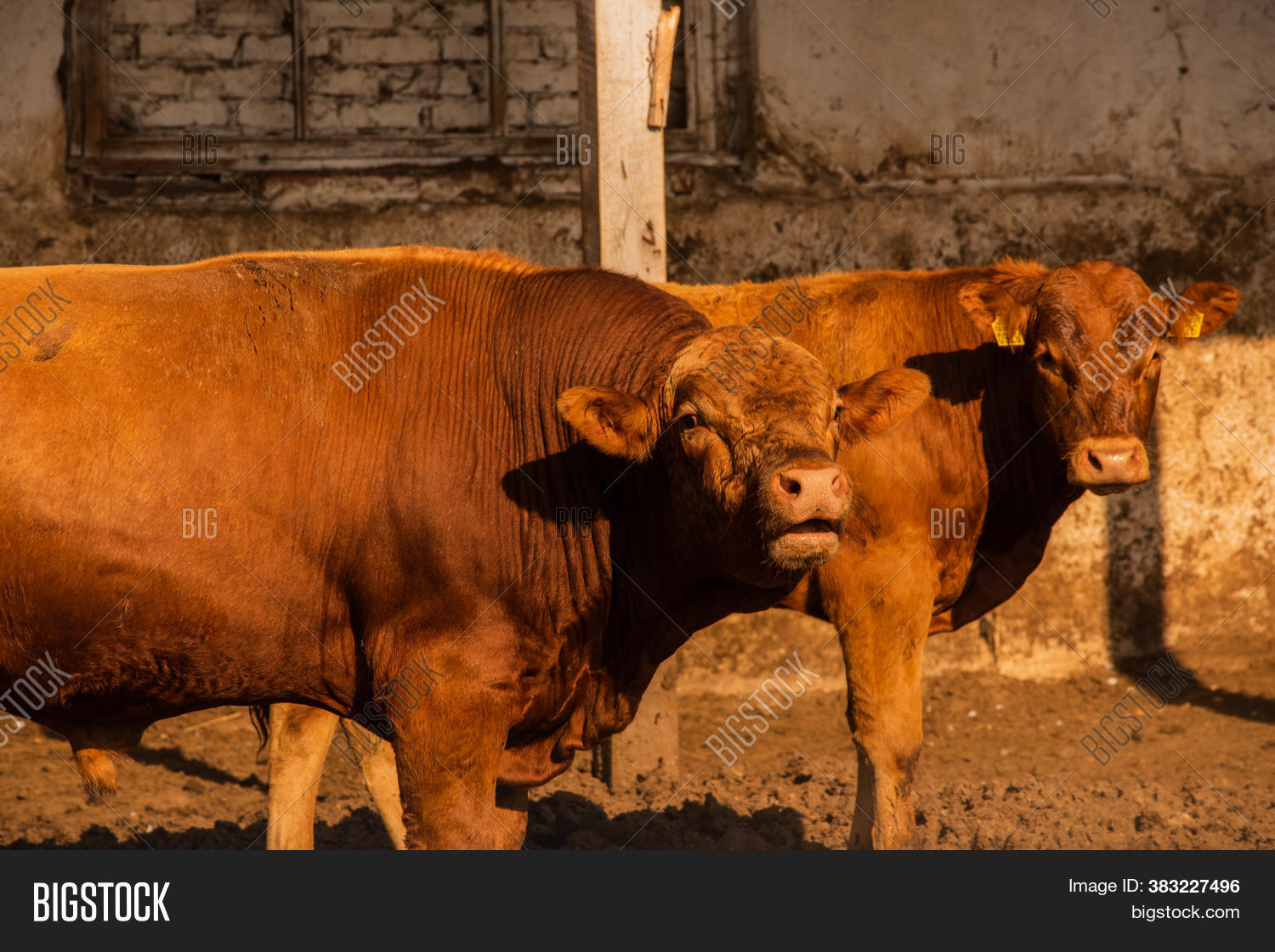 Limousine Bulls On Image & Photo (Free Trial) | Bigstock