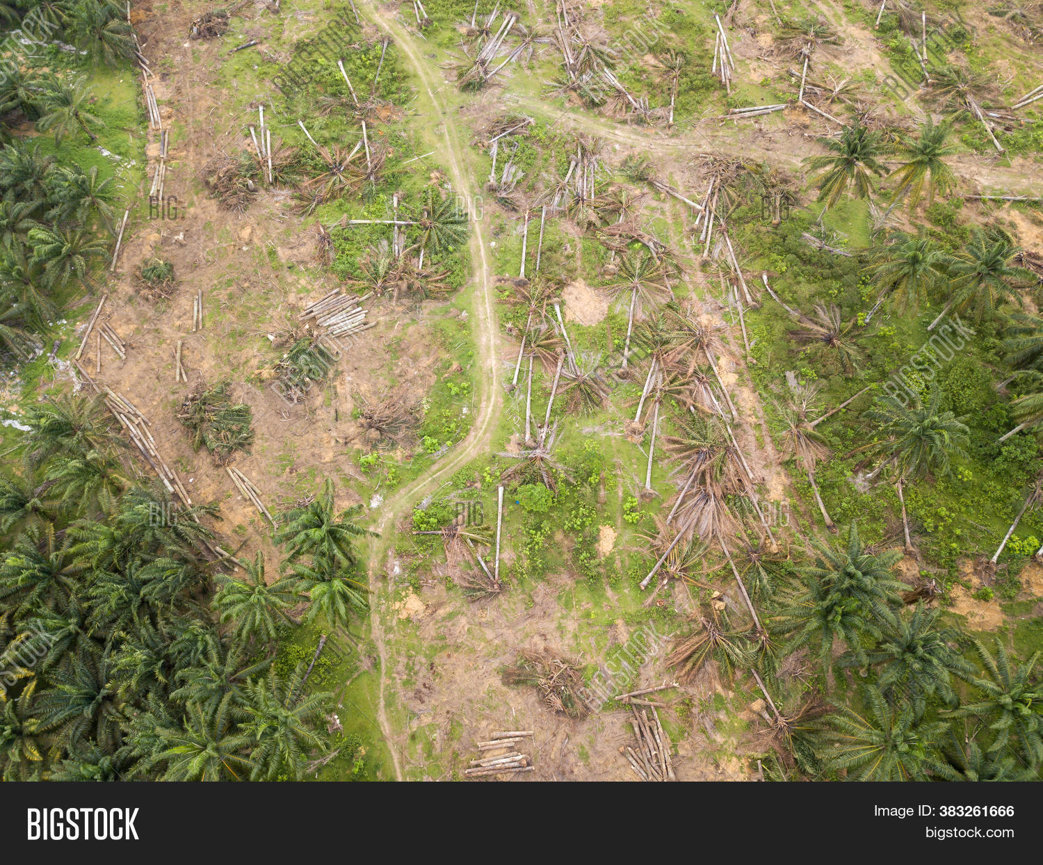Aerial View Oil Palm Image & Photo (Free Trial) | Bigstock