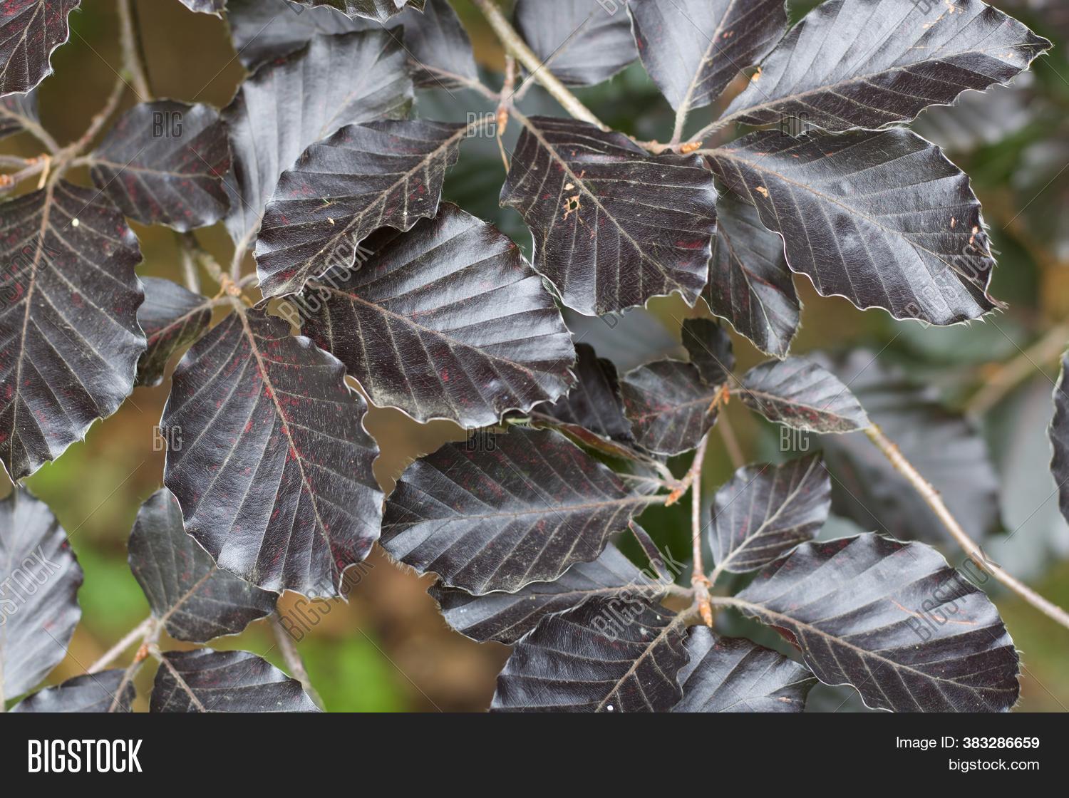 Dark Beech Leaves Image & Photo (Free Trial) | Bigstock