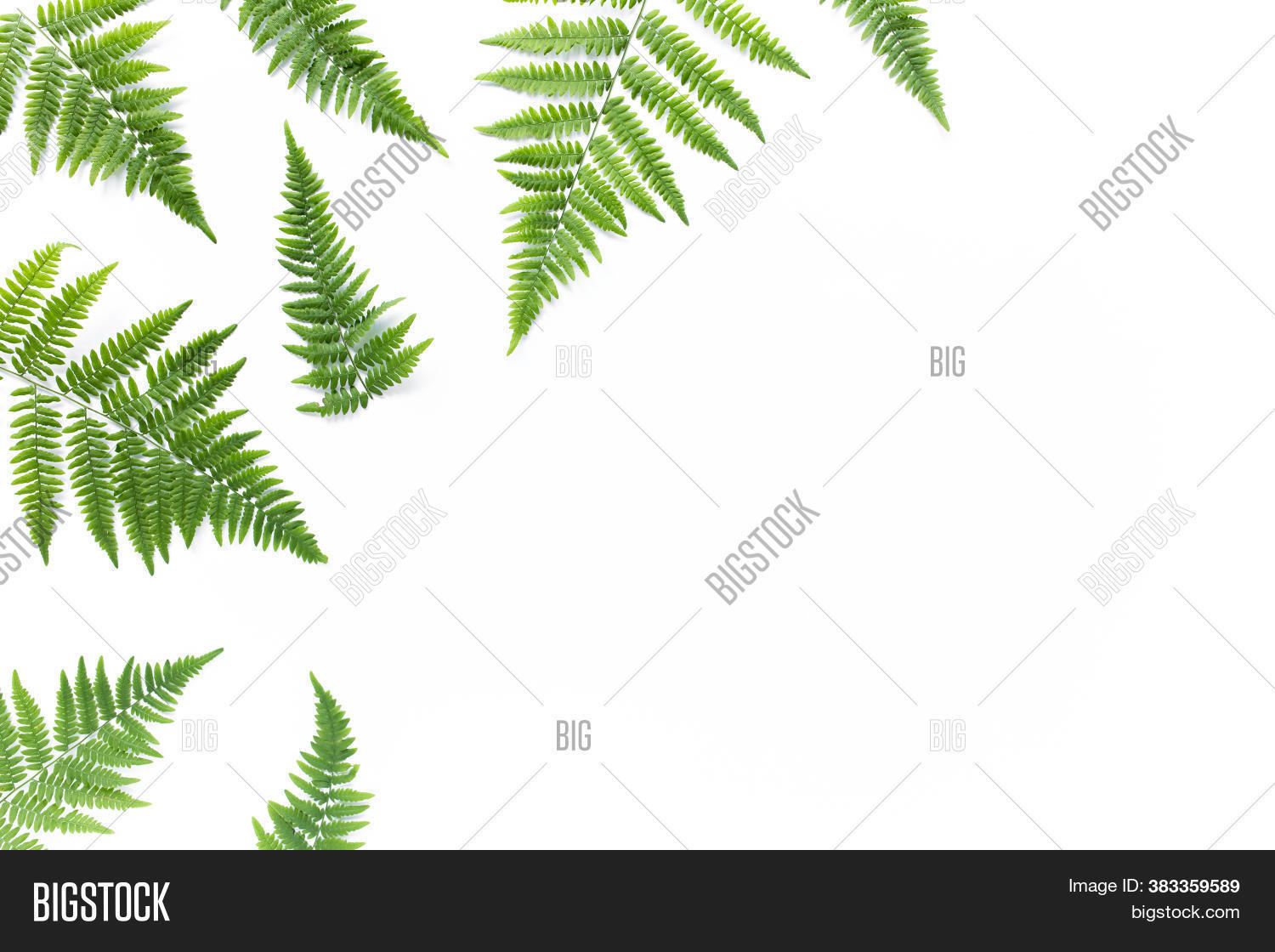 Texture Fern Branches Image & Photo (Free Trial) | Bigstock