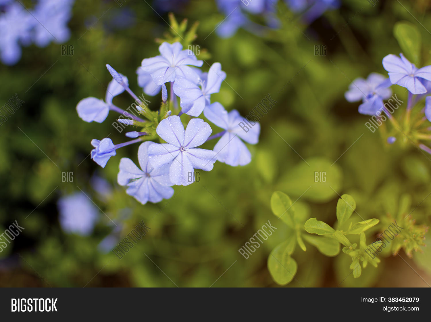 Cape Leadwort Flower Image & Photo (Free Trial) | Bigstock