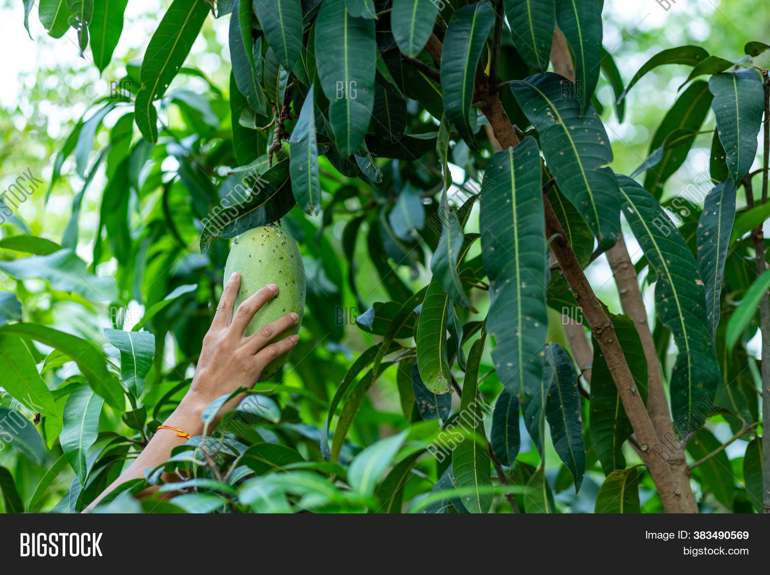 Farmer Hand Picking Image & Photo (Free Trial) | Bigstock