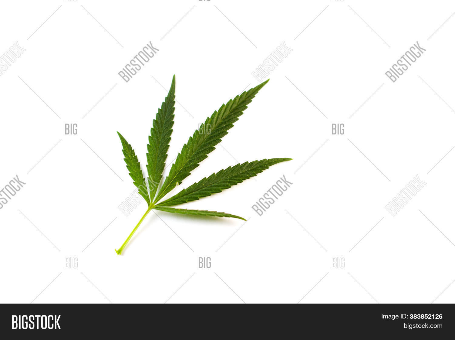 Small Green Hemp Leaf Image & Photo (Free Trial) | Bigstock
