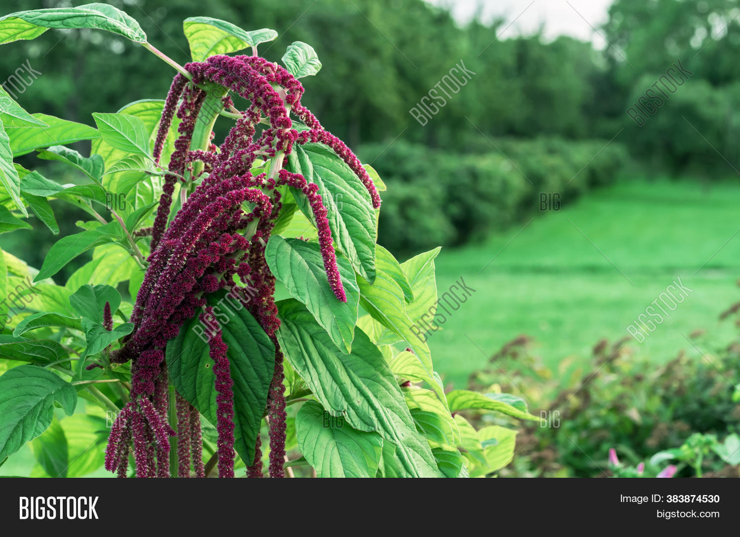 Red Amaranth Annual Image & Photo (Free Trial) | Bigstock
