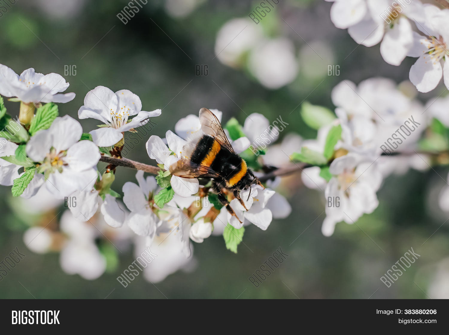 Bumblebee Sits On Image & Photo (Free Trial) | Bigstock