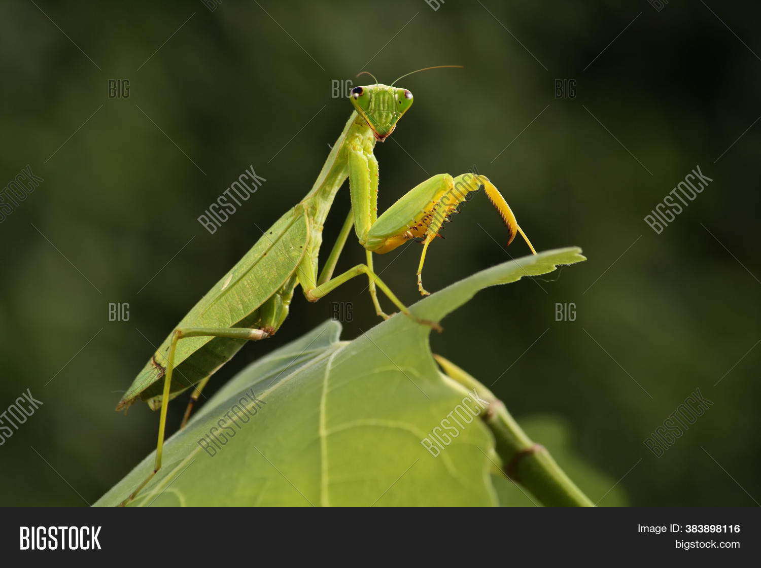 Mantis Family Image & Photo (Free Trial) | Bigstock