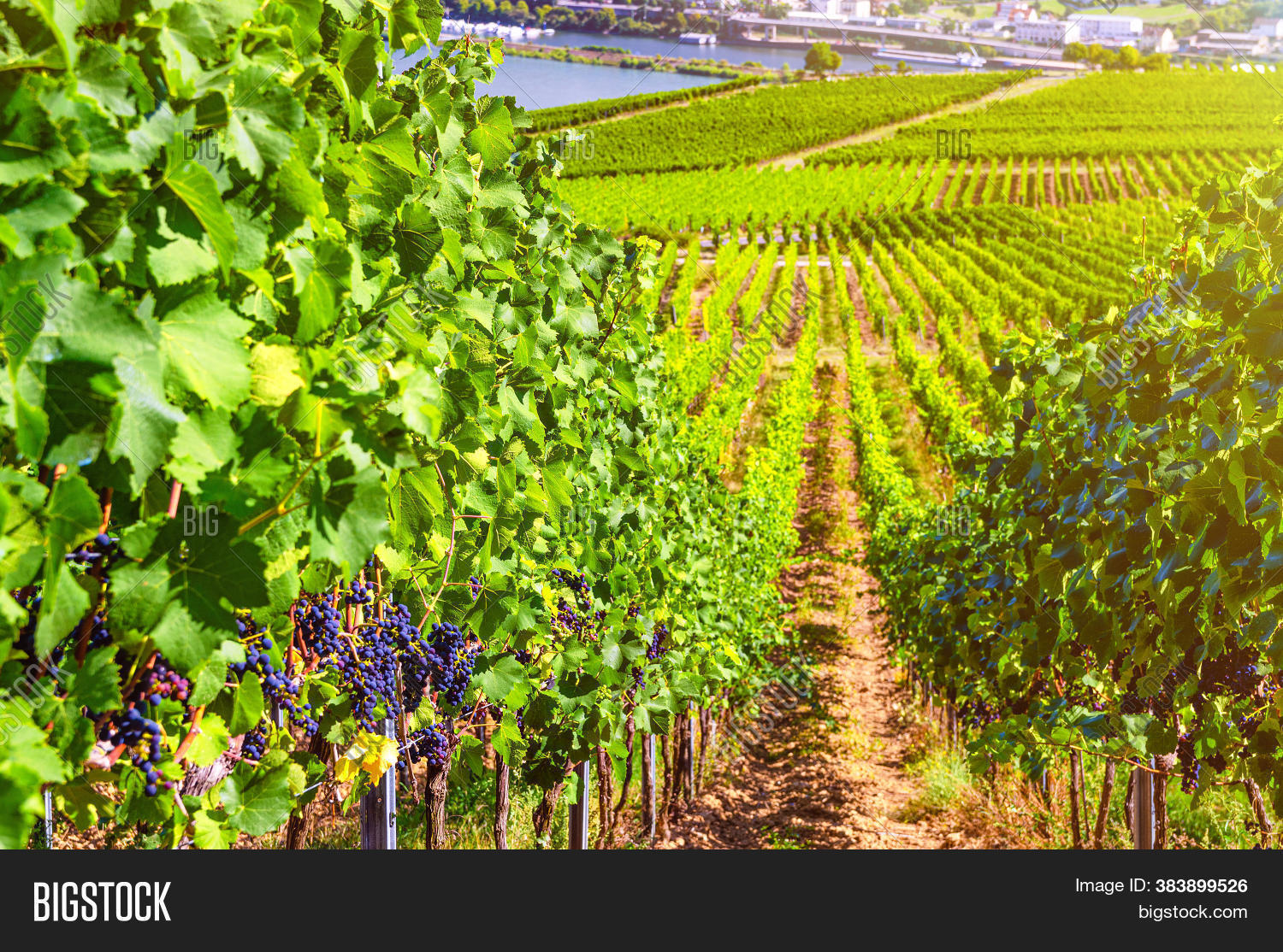 Grapevine Rows Image & Photo (Free Trial) | Bigstock