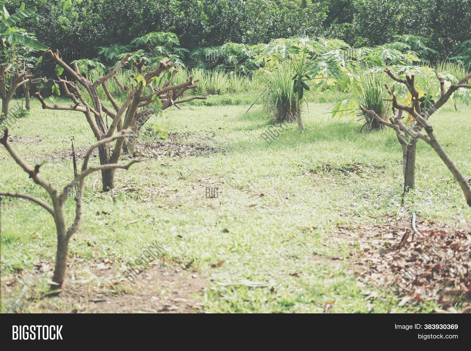 Pruning Training Tree Image & Photo (Free Trial) | Bigstock