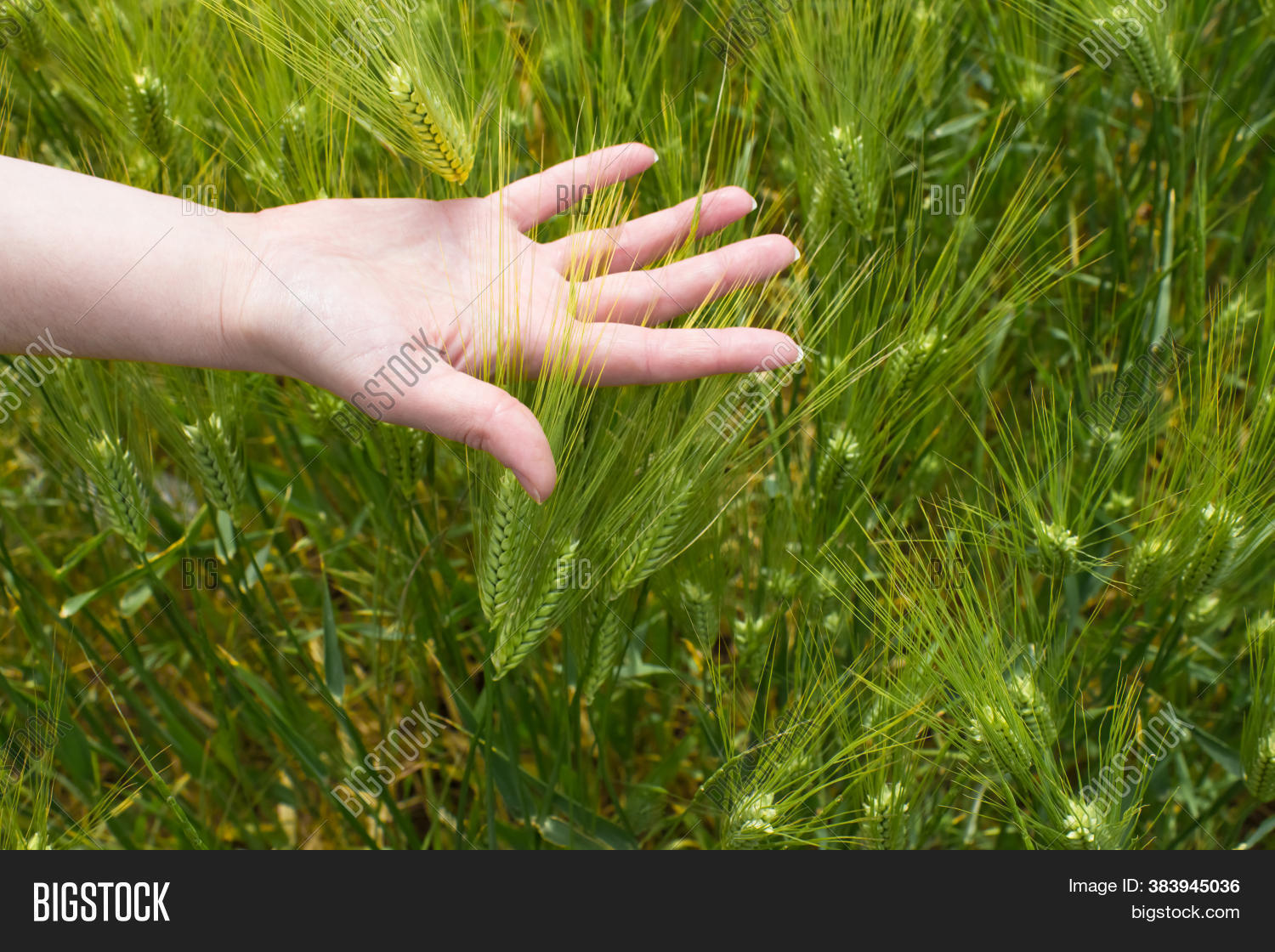 Female Hand Wheat Image & Photo (Free Trial) | Bigstock