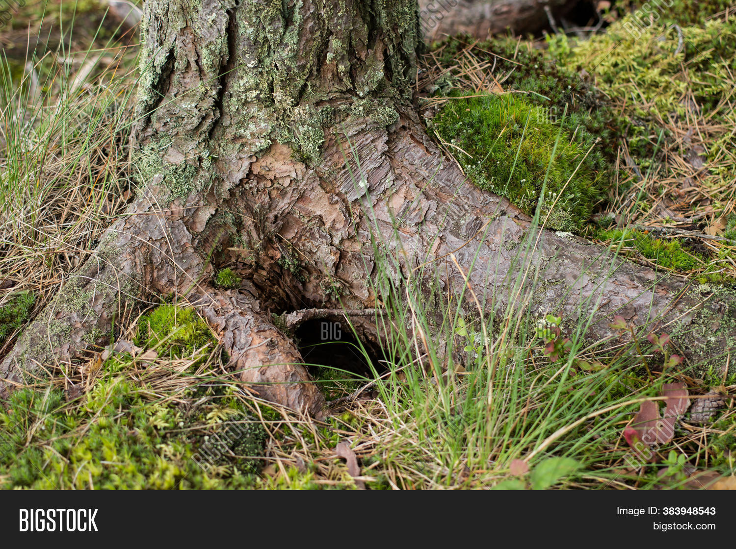 Tree Trunk Thick Roots Image & Photo (Free Trial) | Bigstock