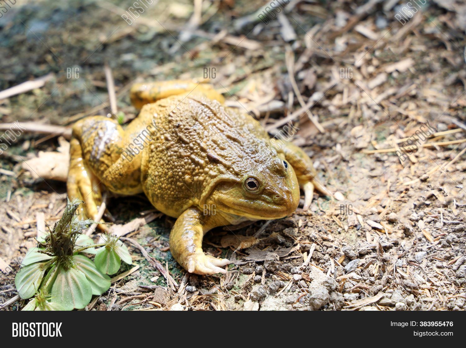 Big Green Frog Farm Image & Photo (Free Trial) | Bigstock