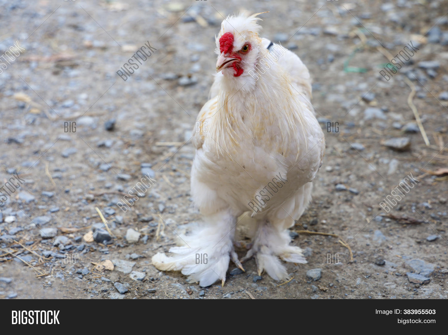 White Silky Chicken Image & Photo (Free Trial) | Bigstock