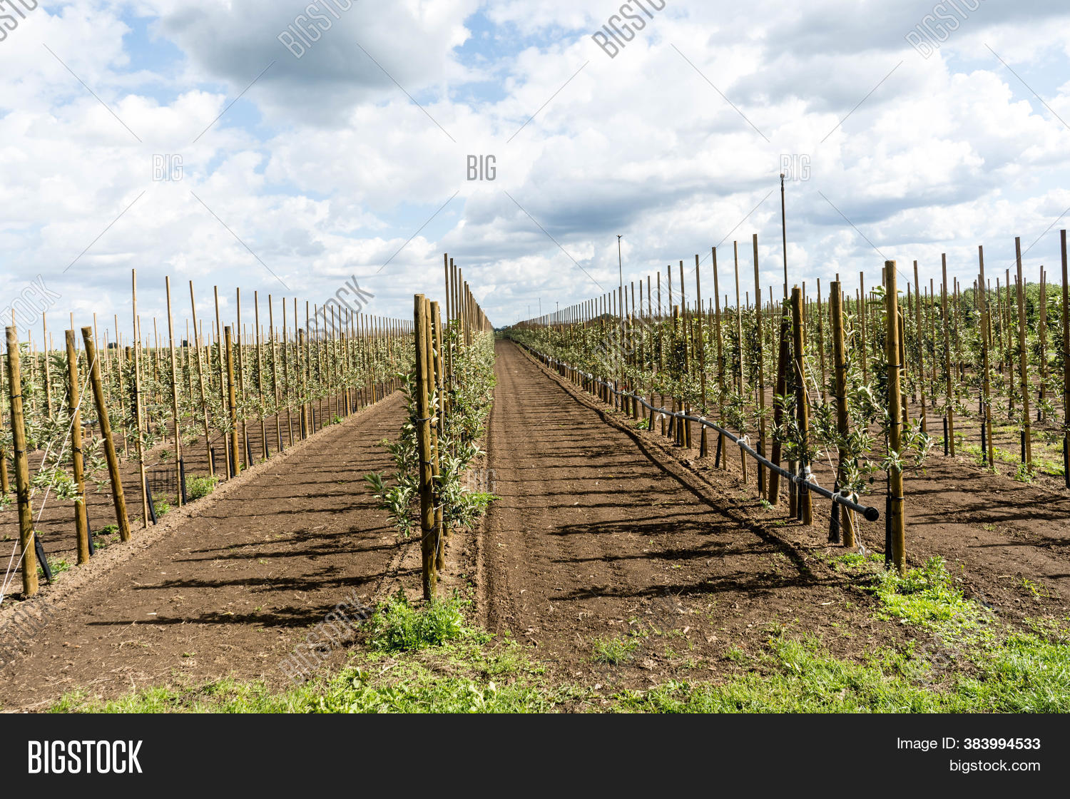 Young Plants Apple Image & Photo (Free Trial) | Bigstock