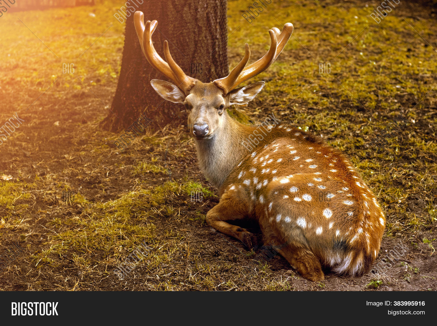 Beautiful Deer Large Image & Photo (Free Trial) | Bigstock