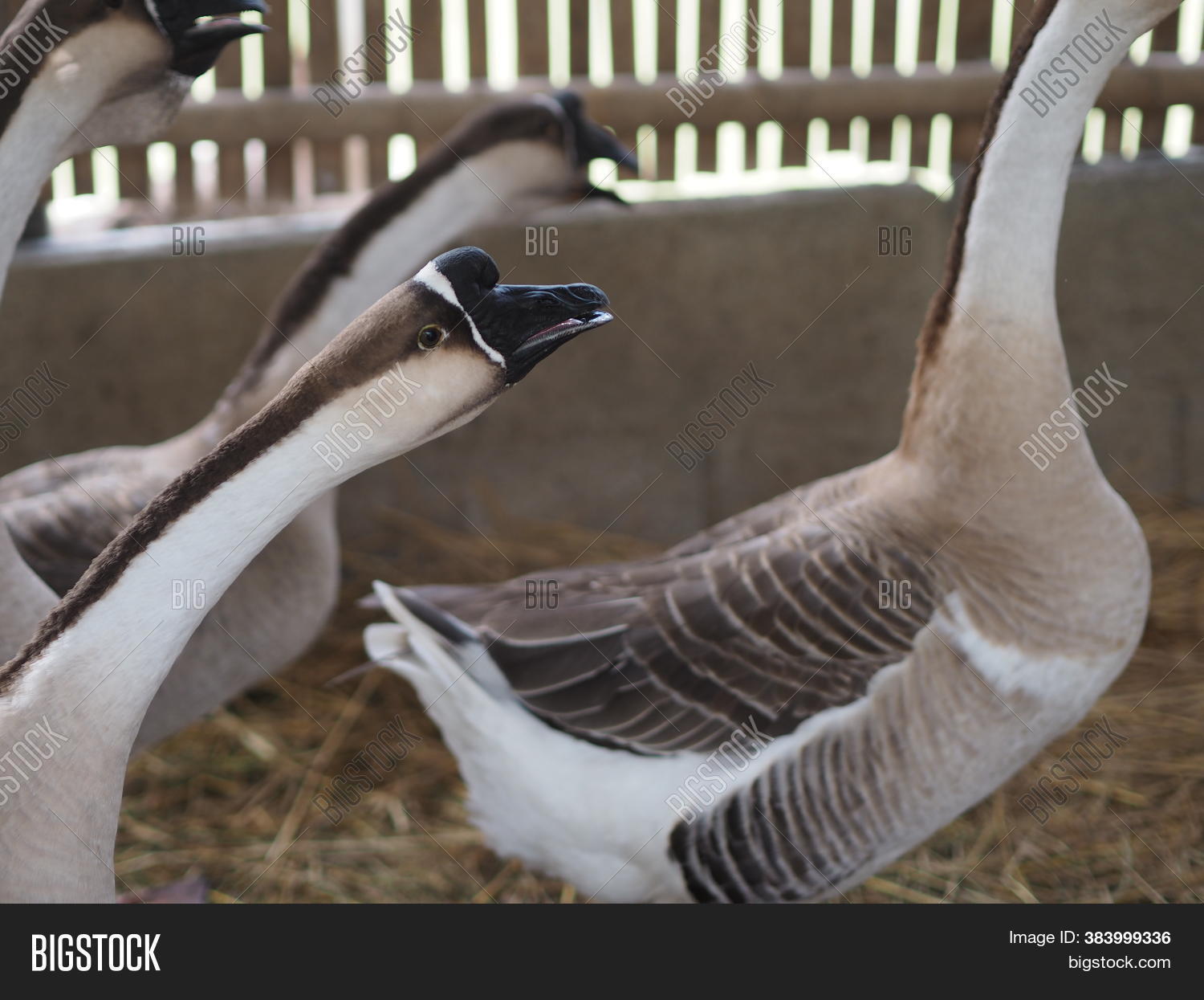 Goose Animal, Many Image & Photo (Free Trial) | Bigstock
