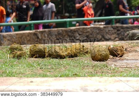 Sumatran Elephant Image & Photo (Free Trial) | Bigstock