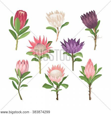 Cartoon Protea Vector & Photo (Free Trial) | Bigstock