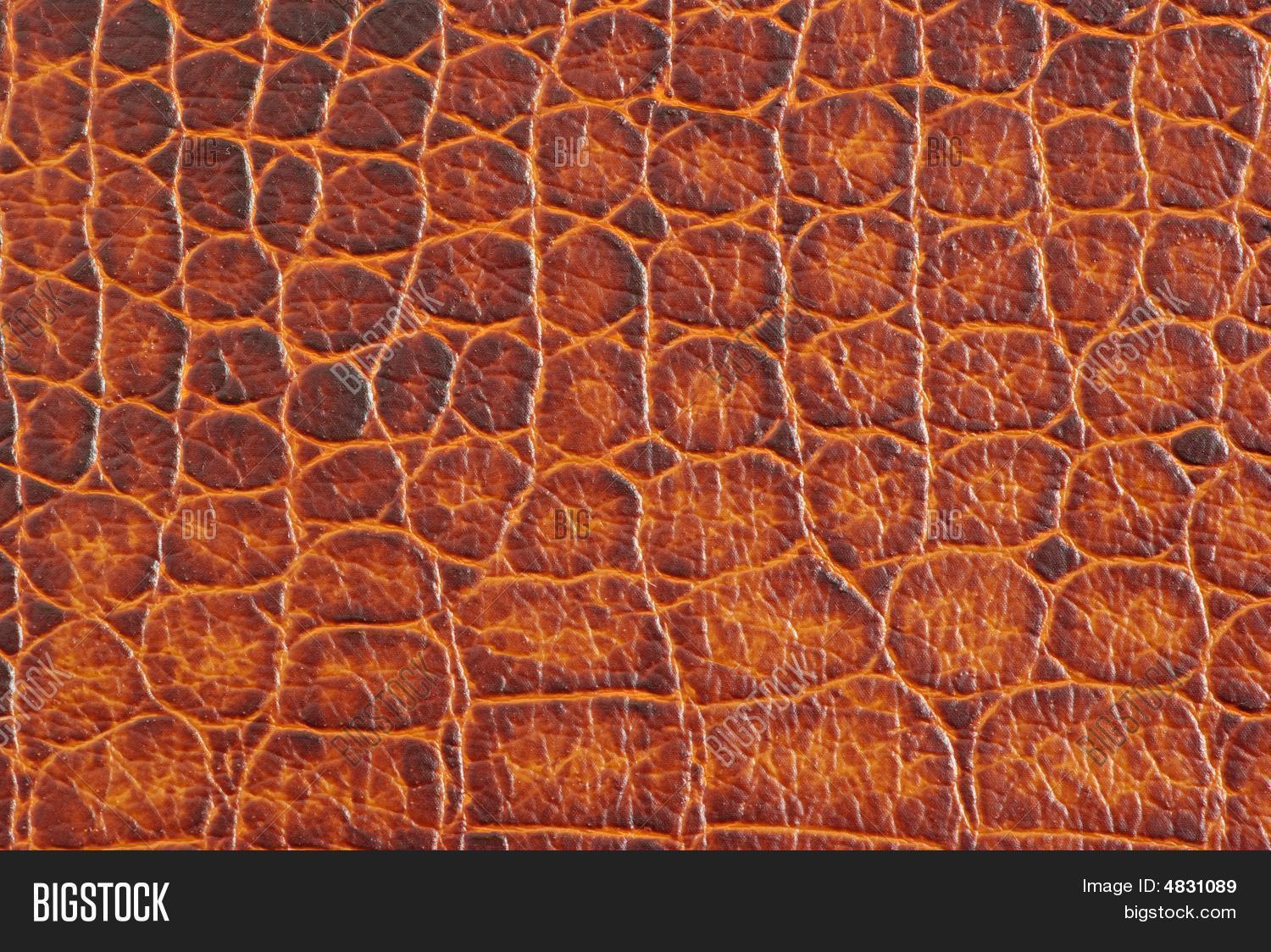 Crocodile Texture Image & Photo (Free Trial) | Bigstock