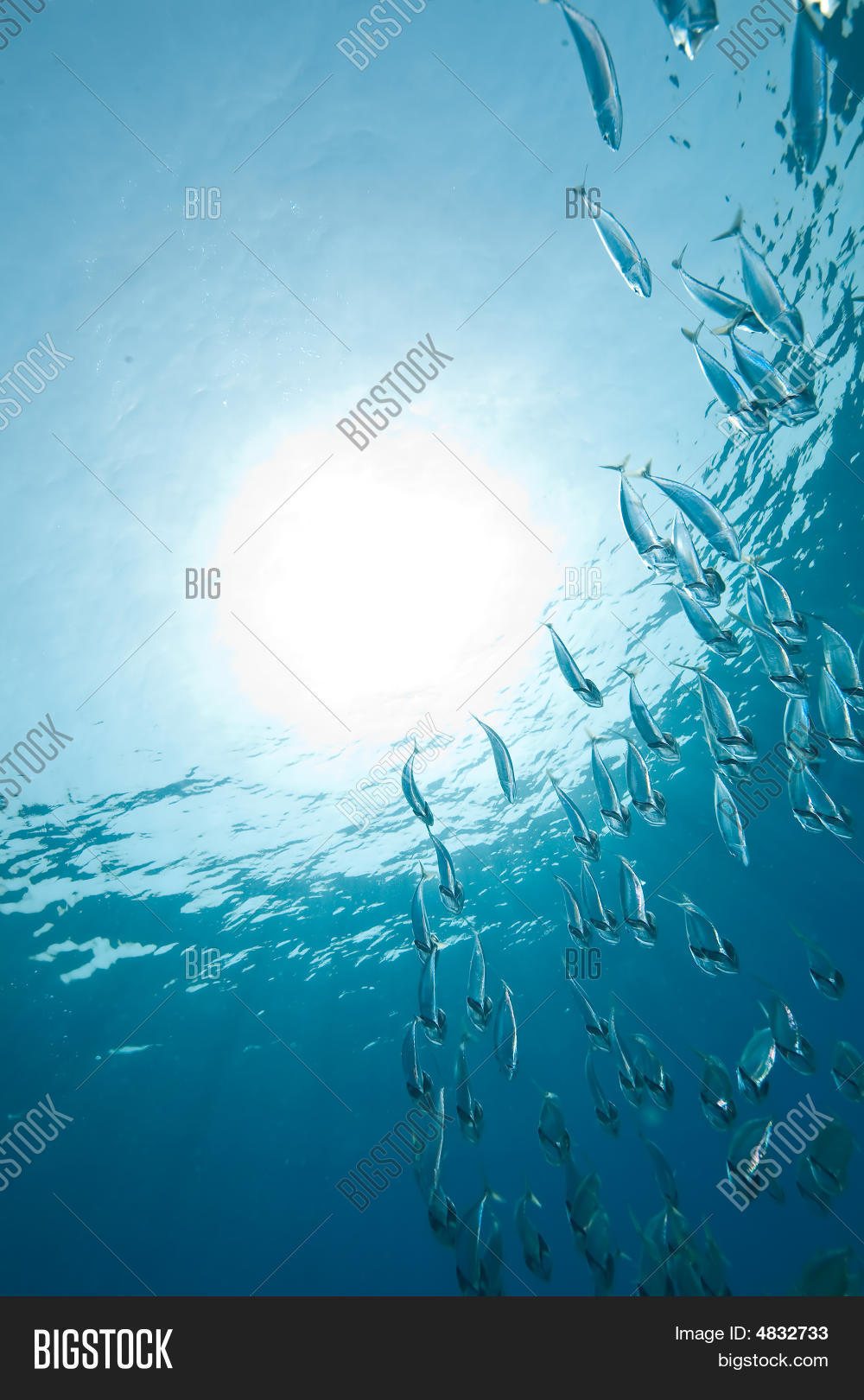 Striped Mackerel Image & Photo (Free Trial) | Bigstock