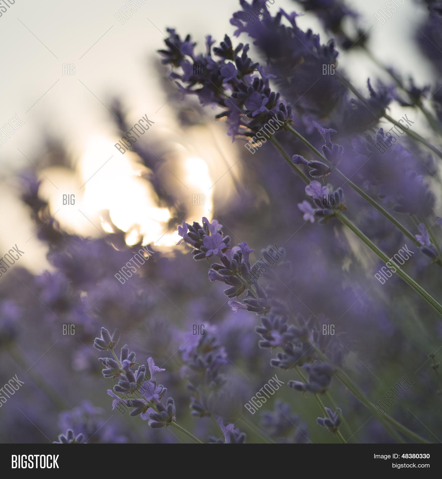 Beautiful Differential Image & Photo (Free Trial) | Bigstock