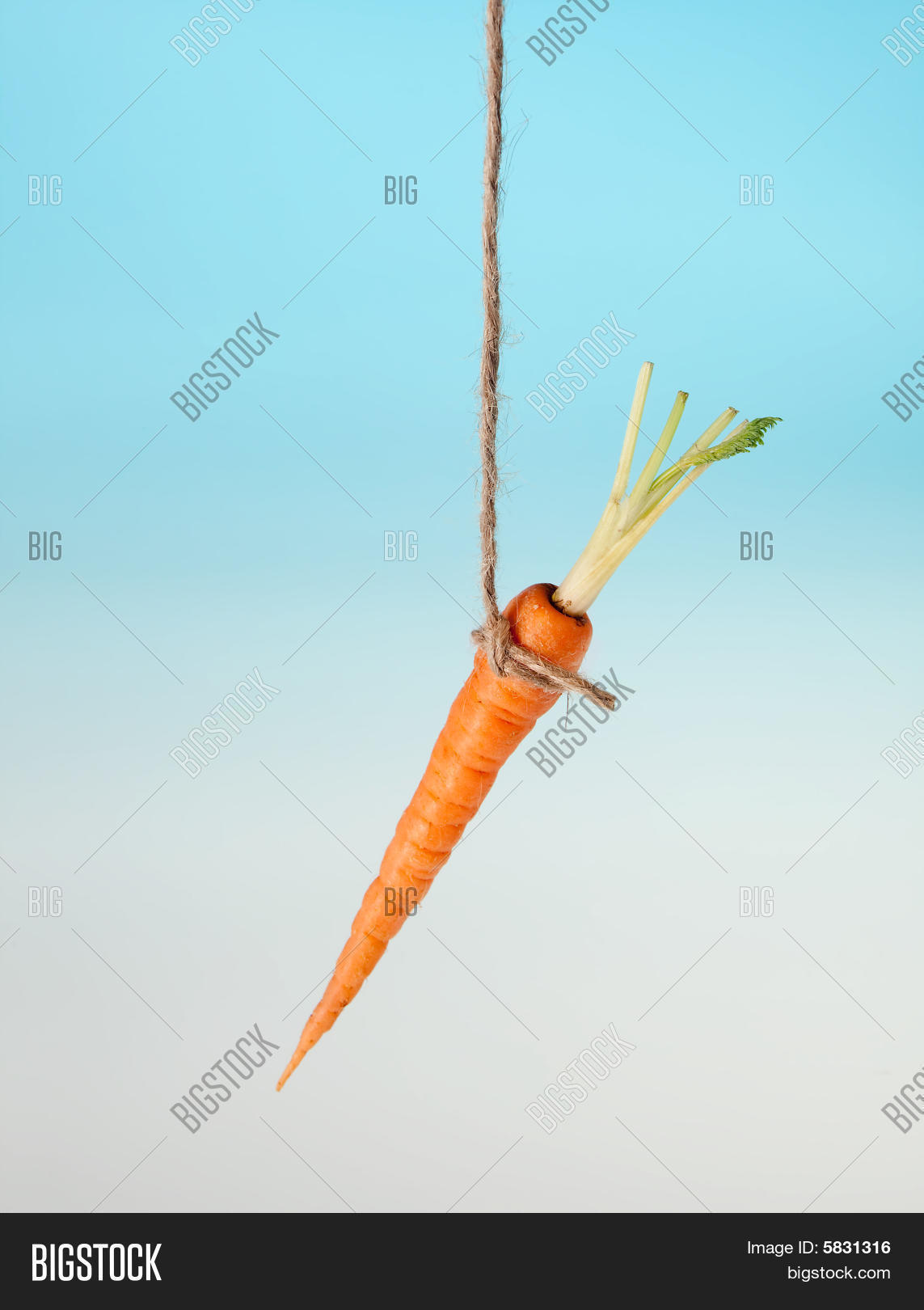 Carrot Bait On String Image & Photo (Free Trial) | Bigstock