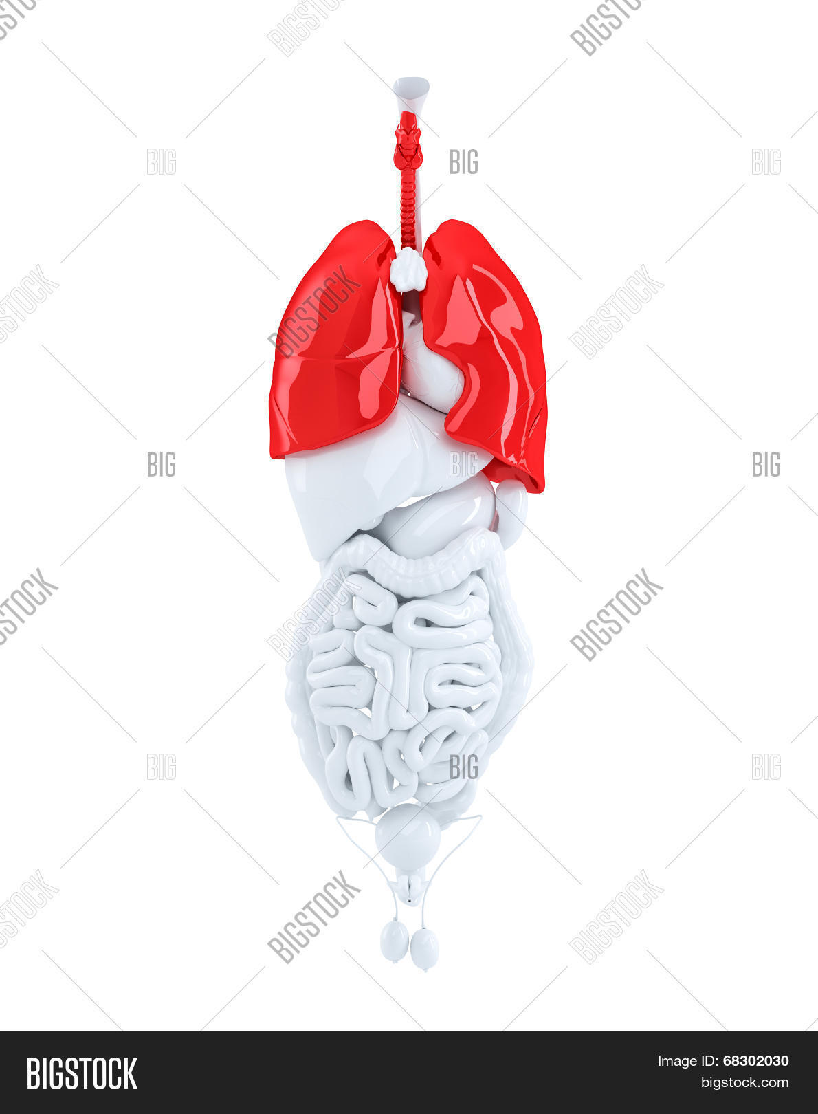 3D Render Human Organs Image & Photo (Free Trial) | Bigstock