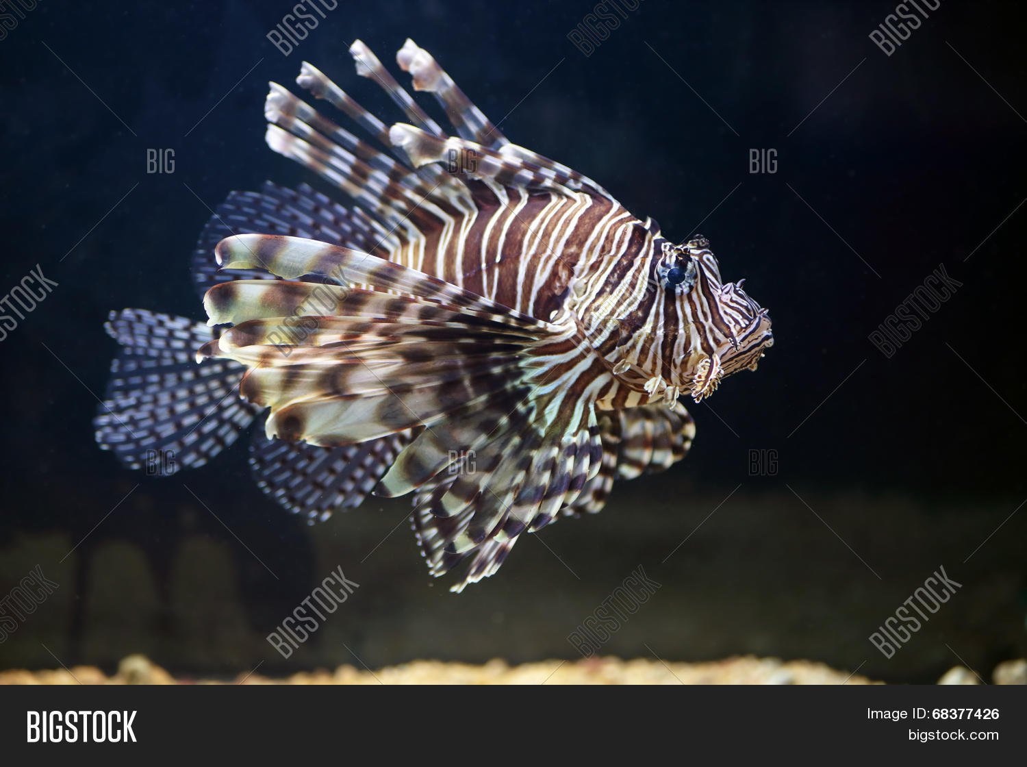 Red Lionfish, On Image & Photo (Free Trial) | Bigstock