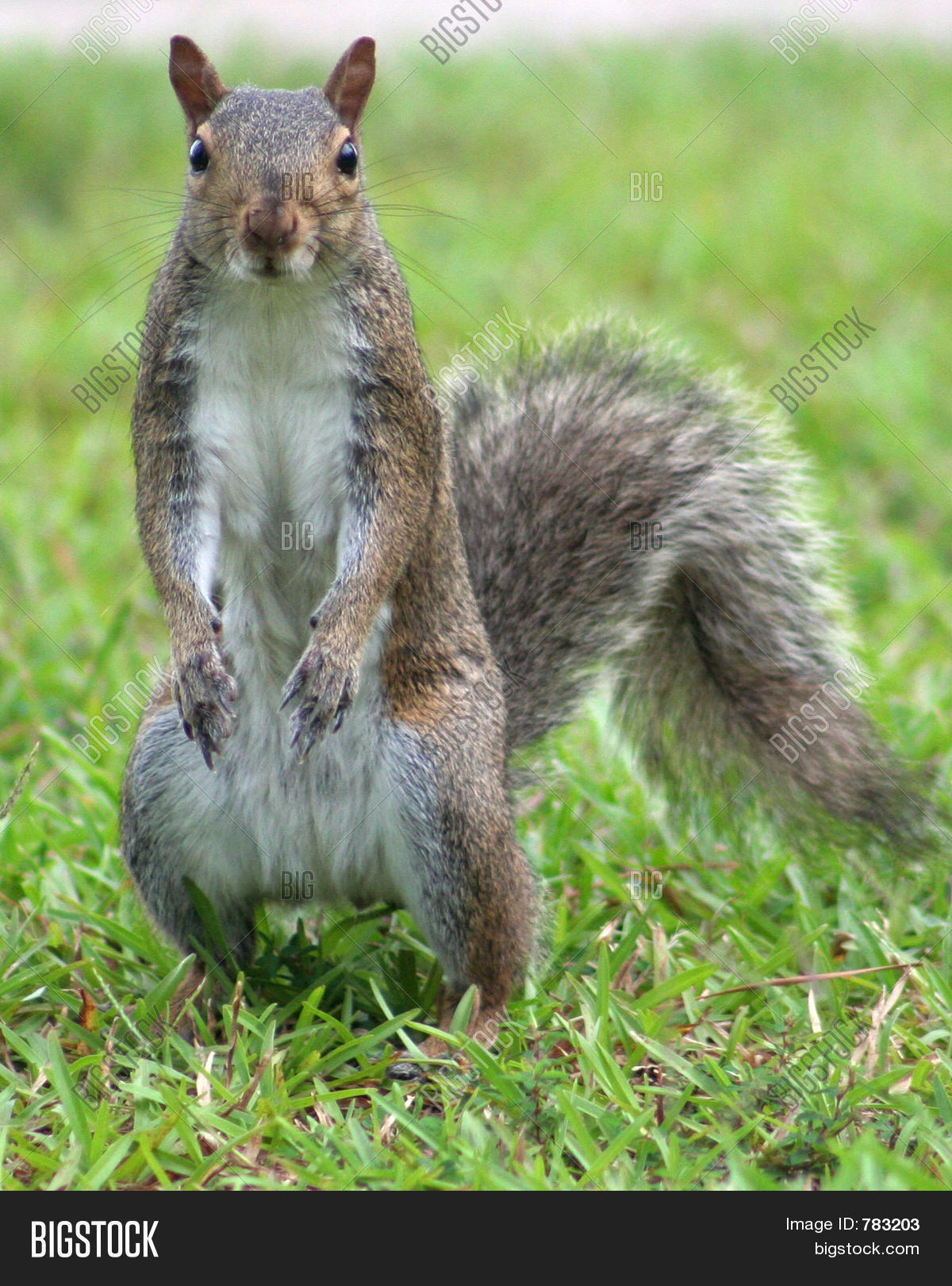 Standing Squirrel Image & Photo (Free Trial) | Bigstock